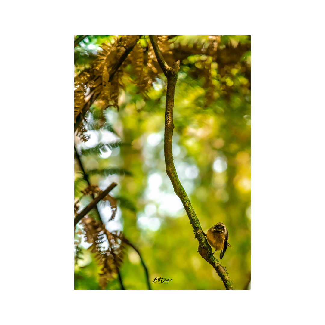 Hospice Art Gallery - marypotter.org.nz